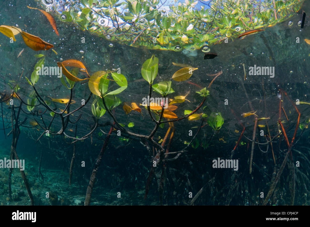 Mangrove (Rhizophora sp.) roots and leaves. Raja Ampat, Indonesia Stock ...