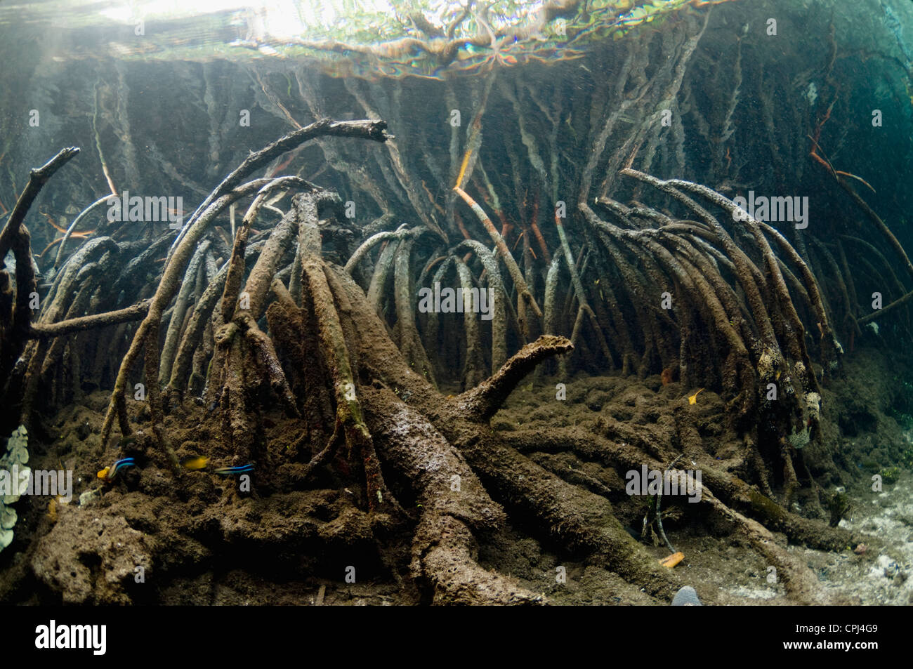 Roots underwater hi-res stock photography and images - Alamy