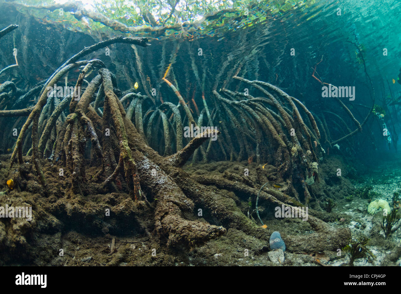 Mangrove (Rhizophora sp.) roots underwater. Raja Ampat Indonesia Stock ...