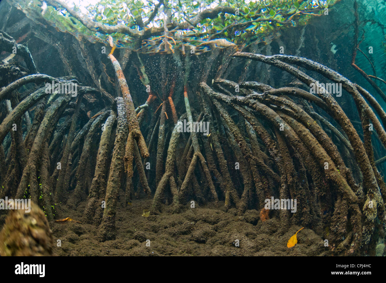 Mangrove (Rhizophora sp.) roots underwater. Raja Ampat Indonesia Stock ...