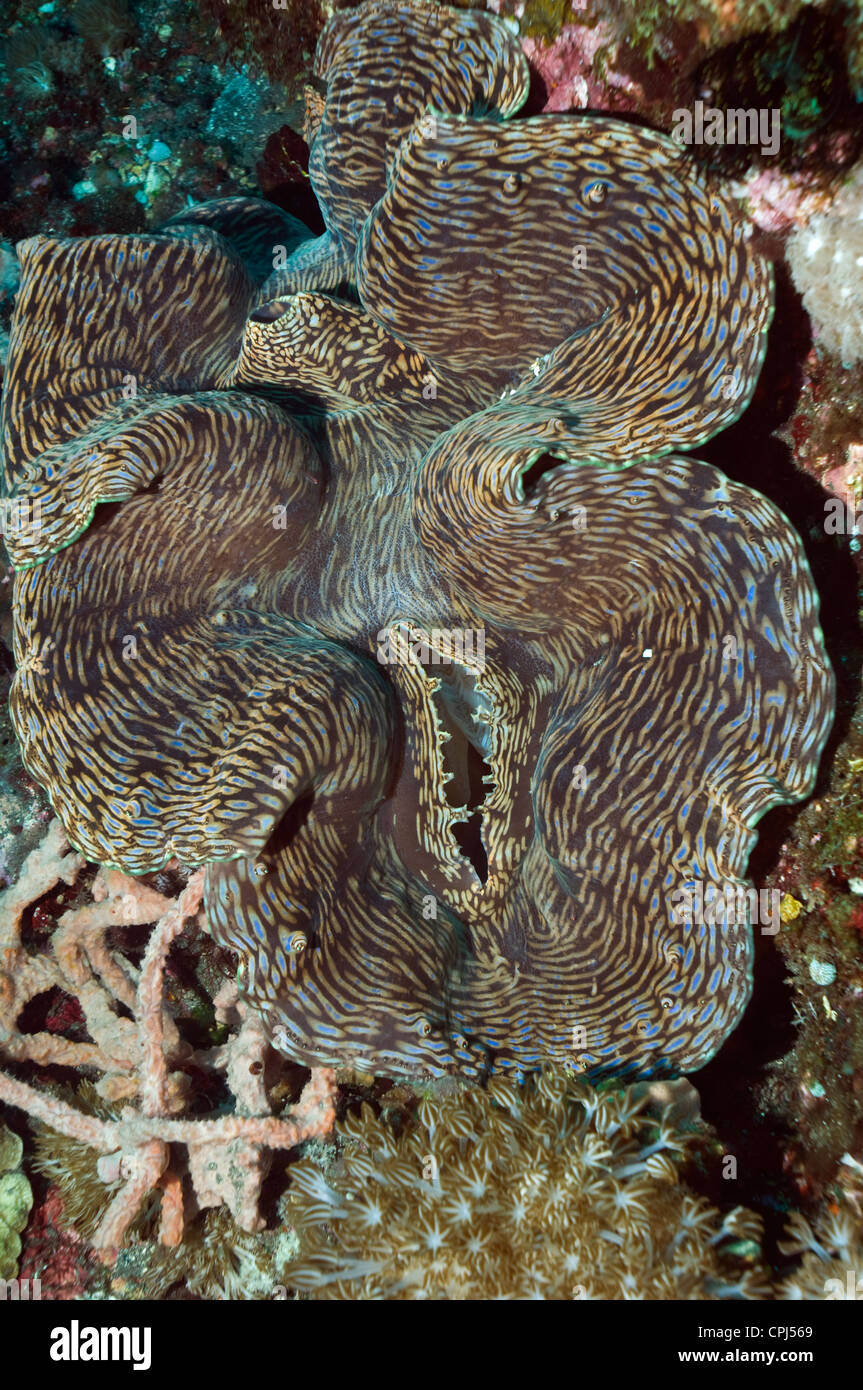 Fluted giant clam (Tridacna squamosa). Bali, Indonesia Stock Photo - Alamy