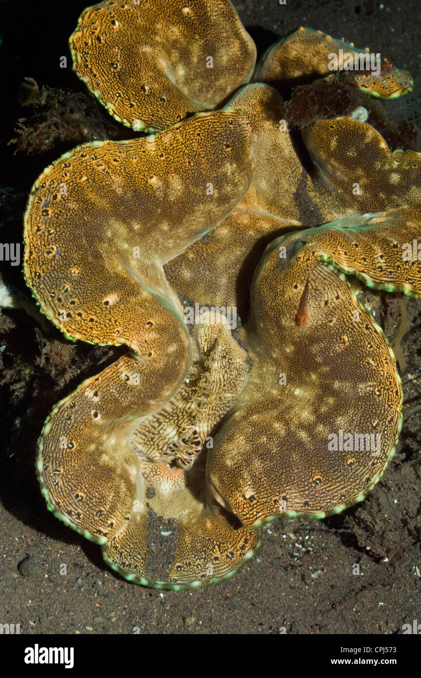 Fluted giant clam (Tridacna squamosa). Bali, Indonesia Stock Photo - Alamy