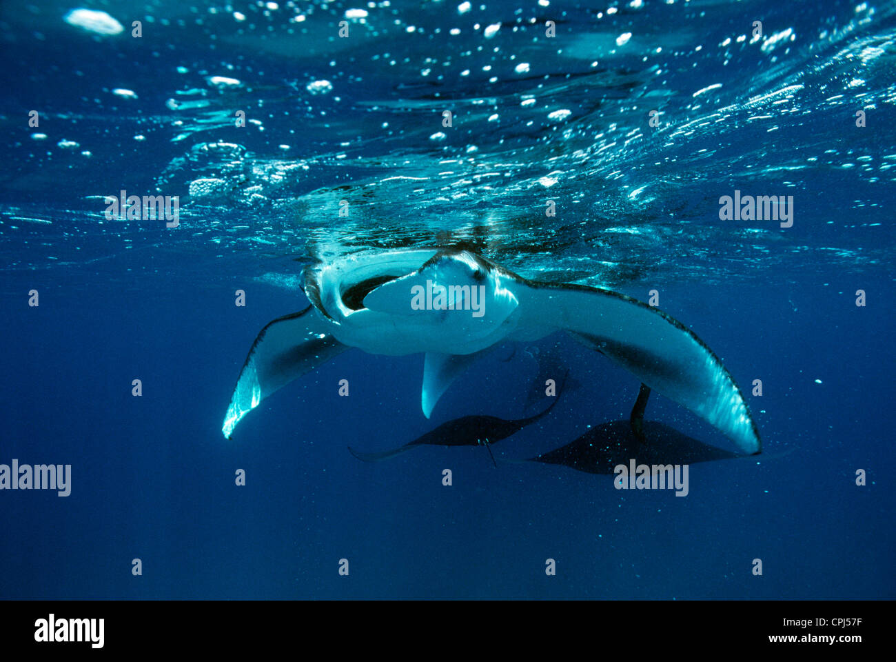 Manta ray feeding feed plankton hi-res stock photography and images - Alamy