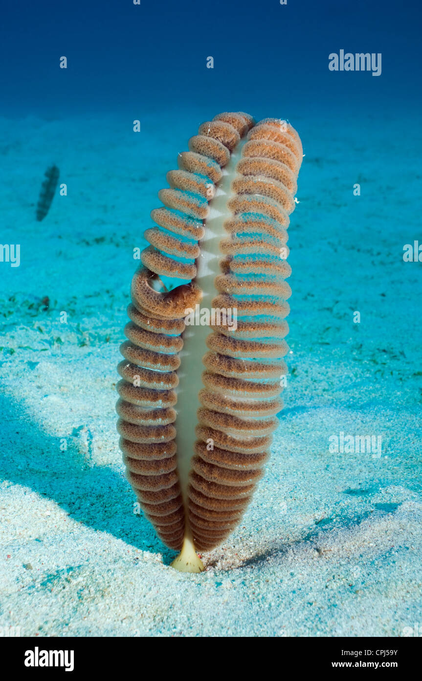 Precambrian Sea Pen