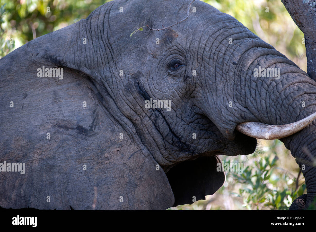 Male elephant eating tree bark in Thornybush Game Reserve, Kruger ...