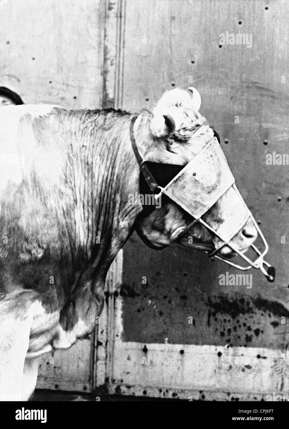 Cow before slaughter Stock Photo - Alamy