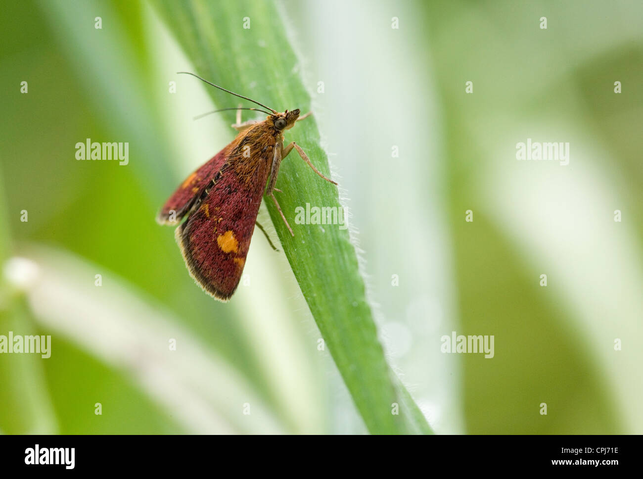 Mint moth pyrausta aurata adult hi-res stock photography and images - Alamy