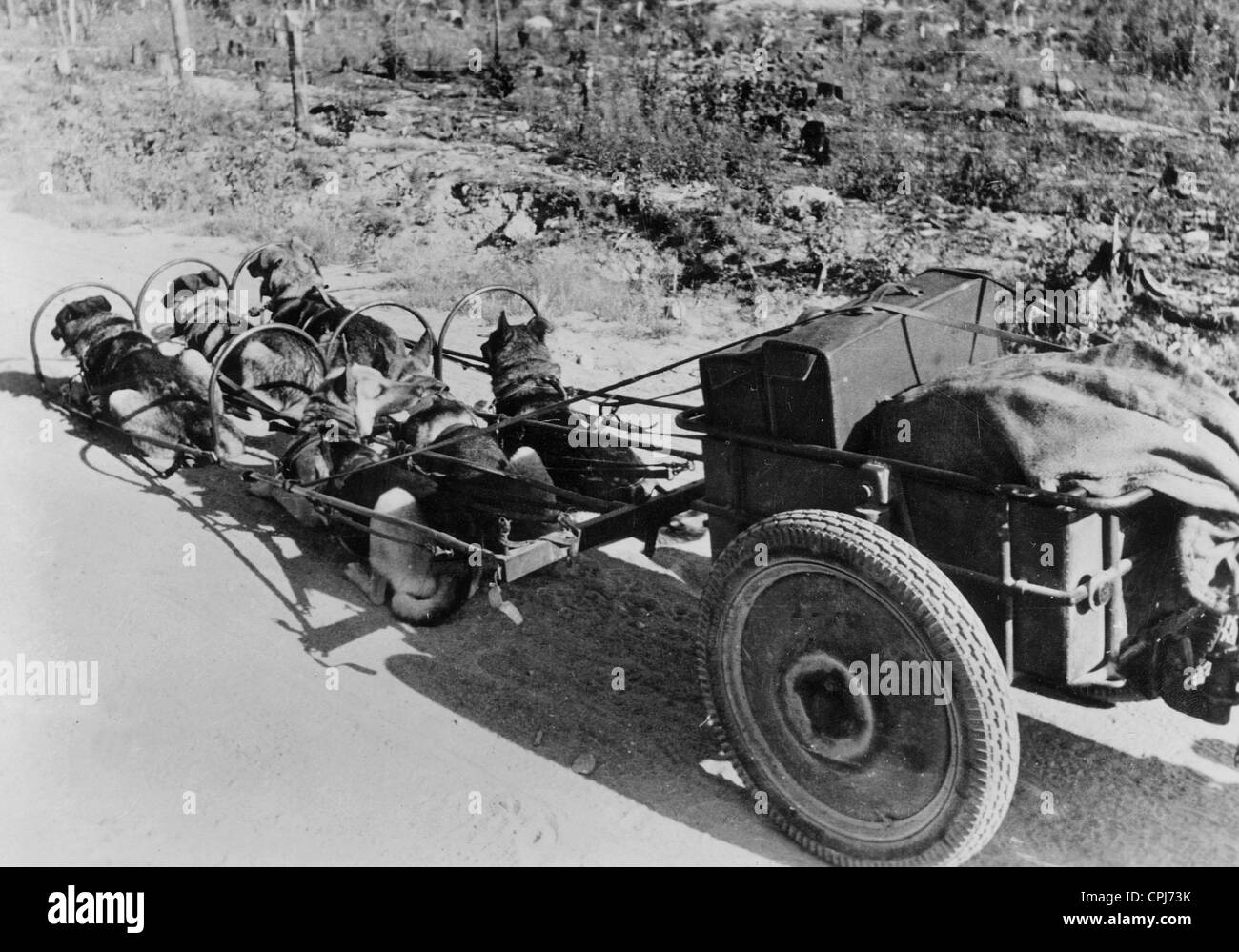 German dogs war hi-res stock photography and images - Alamy