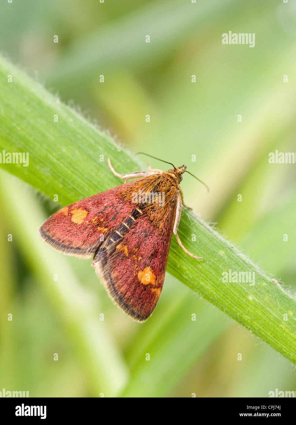 Mint moth pyrausta aurata adult hi-res stock photography and images - Alamy