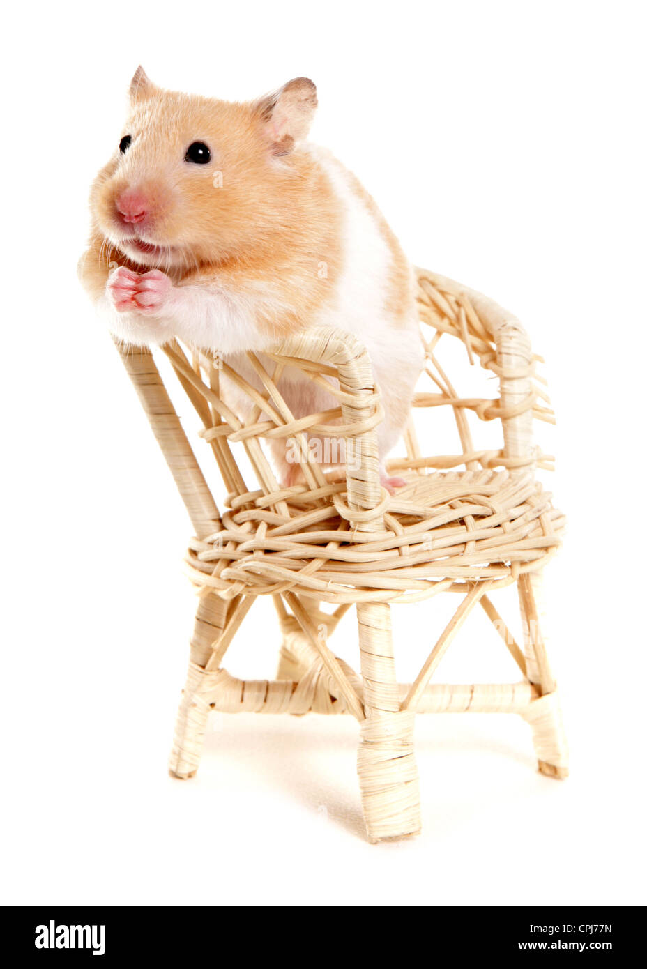 Hamster Single adult on a chair begging Studio, UK Stock Photo - Alamy