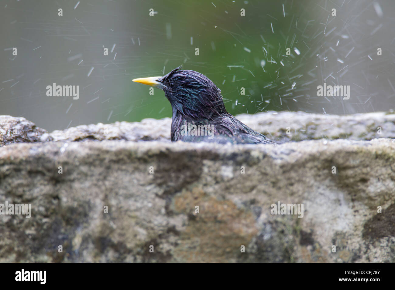 Sturnidae hi-res stock photography and images - Alamy