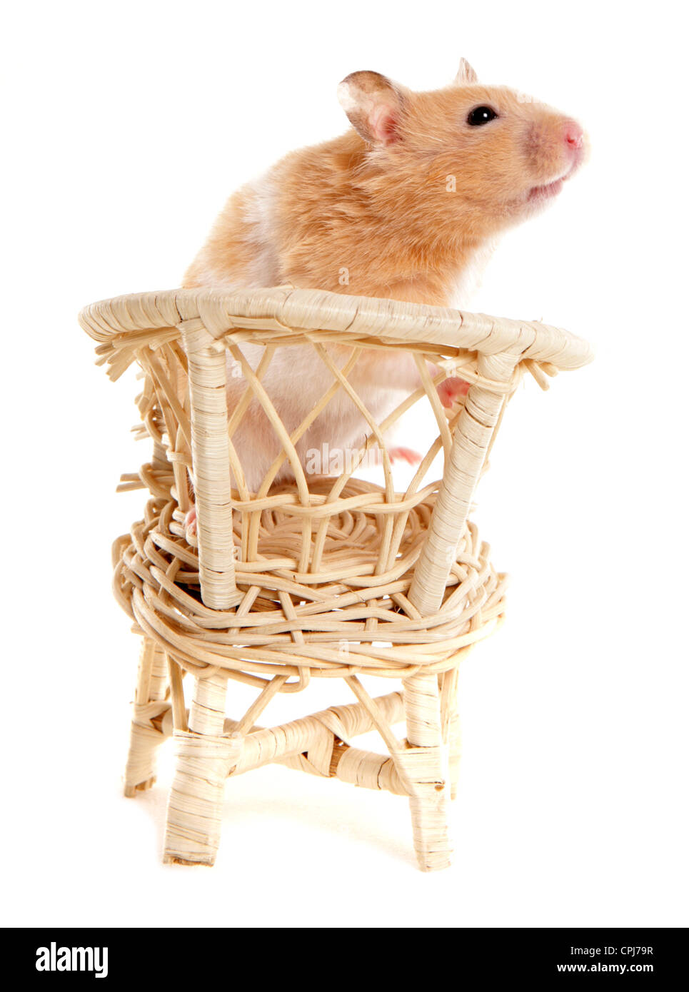 Sitting hamster hi-res stock photography and images - Alamy