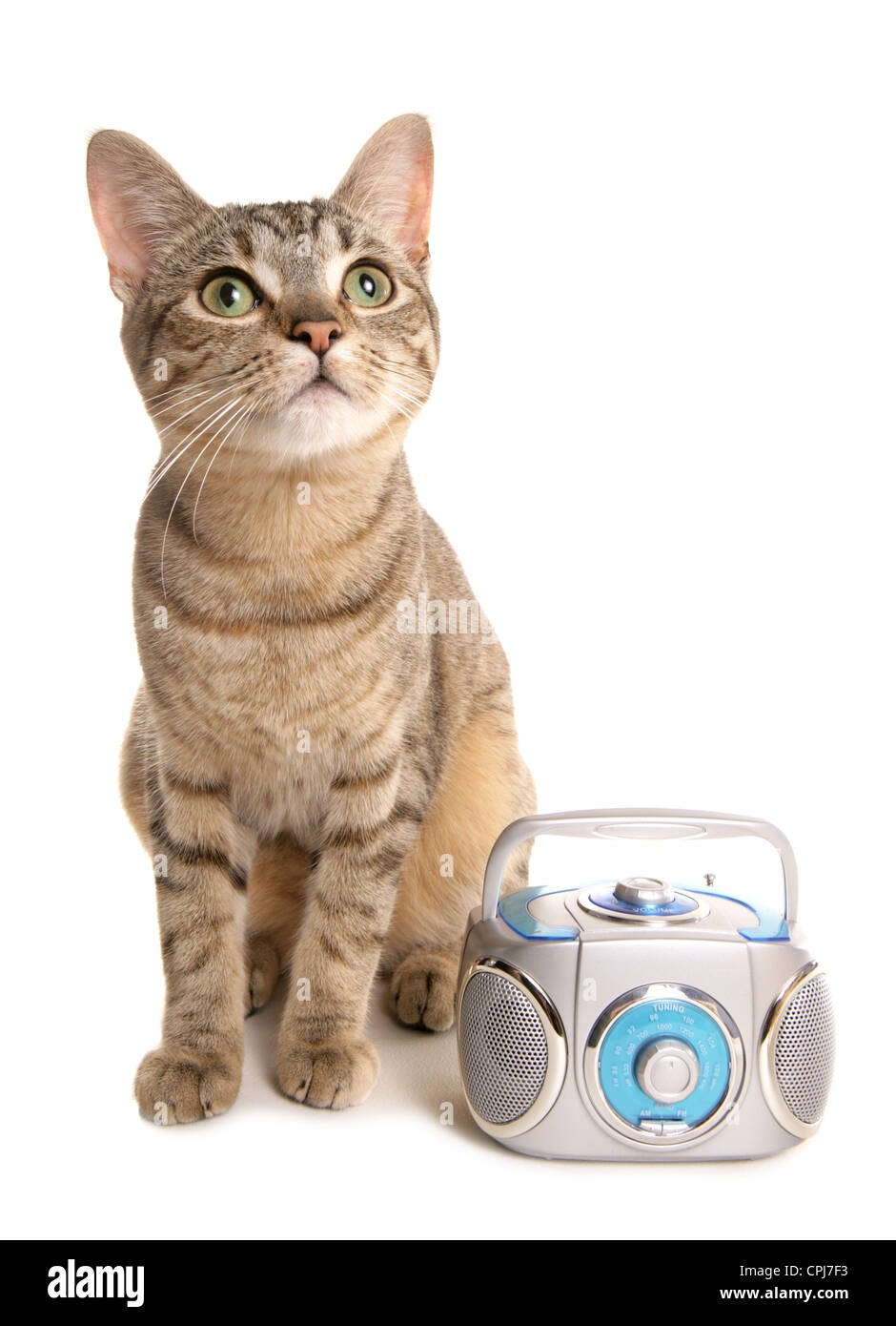 Bengal cat Single adult next to mini ghetto blaster Studio, UK Stock ...