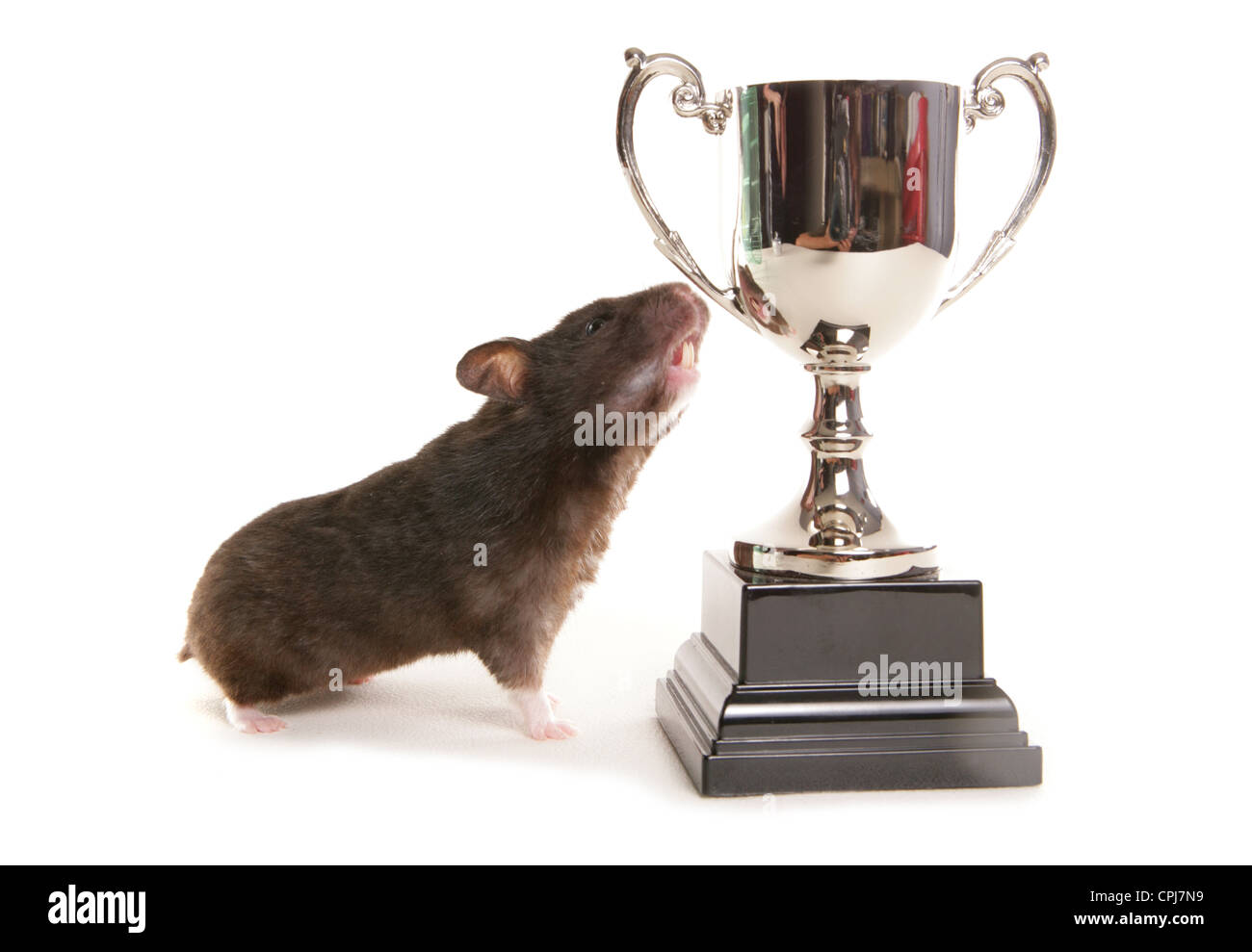 Uk winning Cut Out Stock Images & Pictures - Alamy