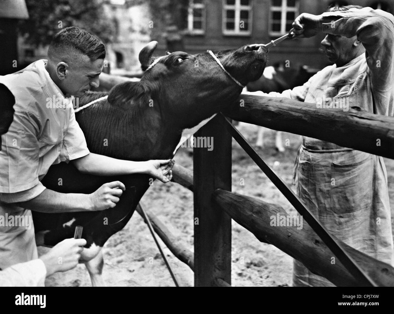 Veterinary examination cow hi-res stock photography and images - Alamy