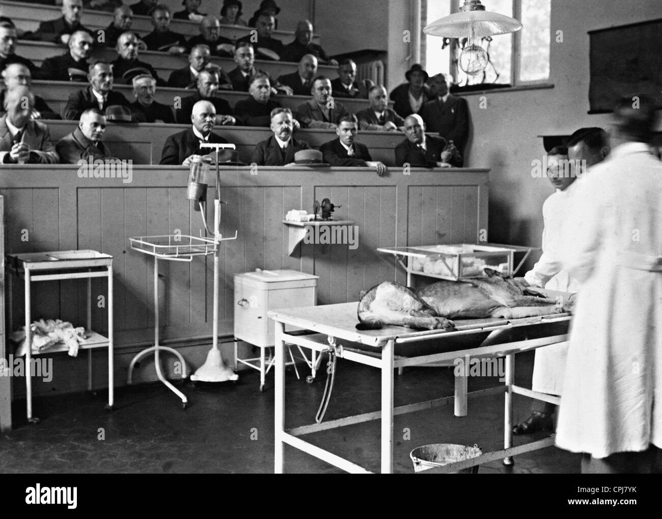 Animal human interest hi-res stock photography and images - Alamy