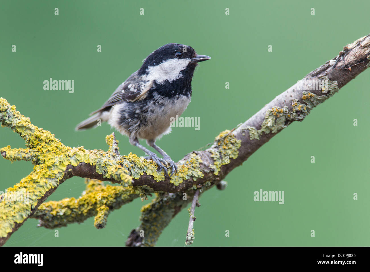 Coal Tit. Periparus ater (Paridae Stock Photo - Alamy