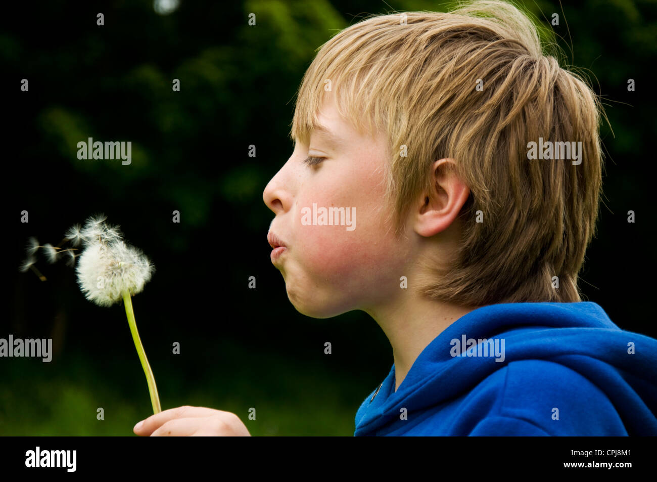 Boy blowing seeds from a Dandelion Stock Photo - Alamy