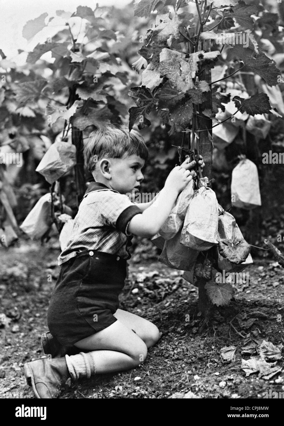 Grapes vineyard Black and White Stock Photos & Images - Alamy