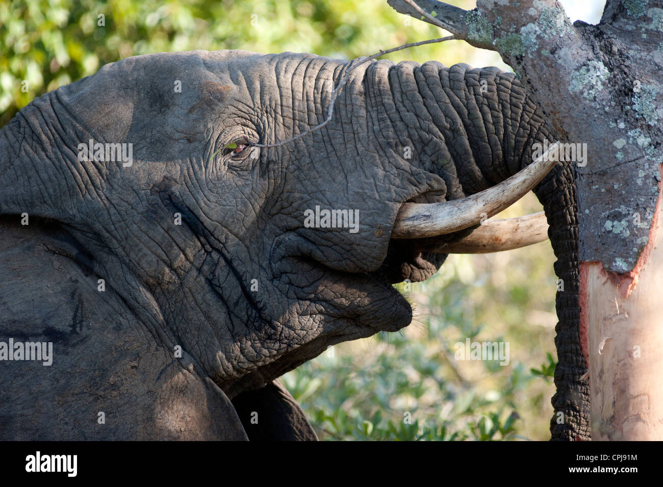 Male elephant eating tree bark in Thornybush Game Reserve, Kruger ...