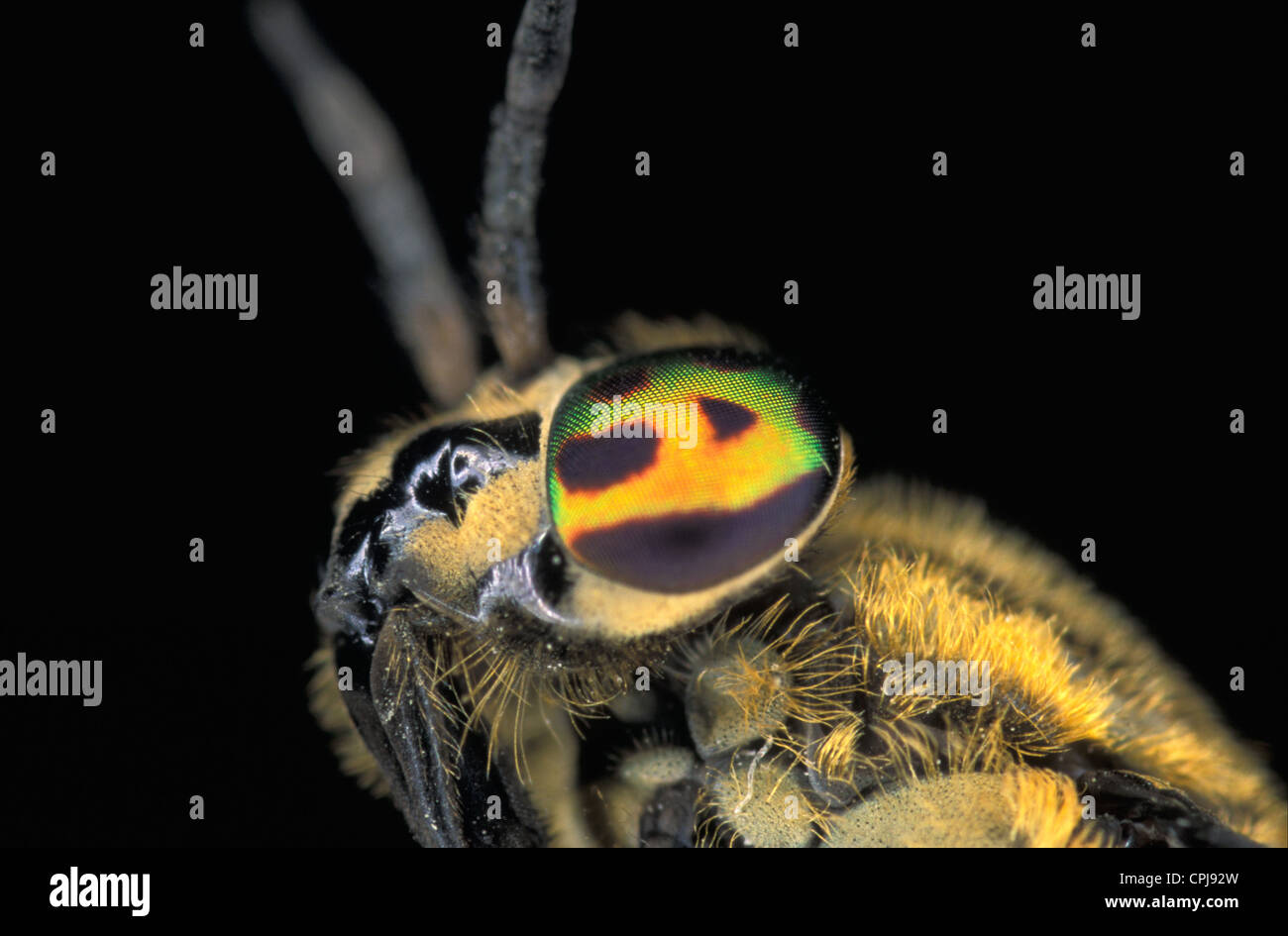 Deer Fly (Chrysops relictus) - head detail Stock Photo - Alamy