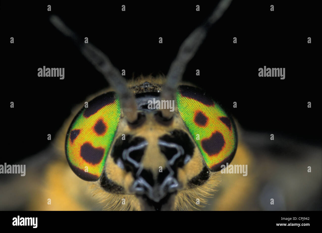 Deer Fly (Chrysops relictus) - head detail Stock Photo - Alamy