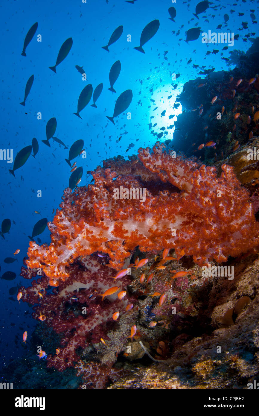 A very healthy soft coral patch taken in Indonesia's coral reef ...
