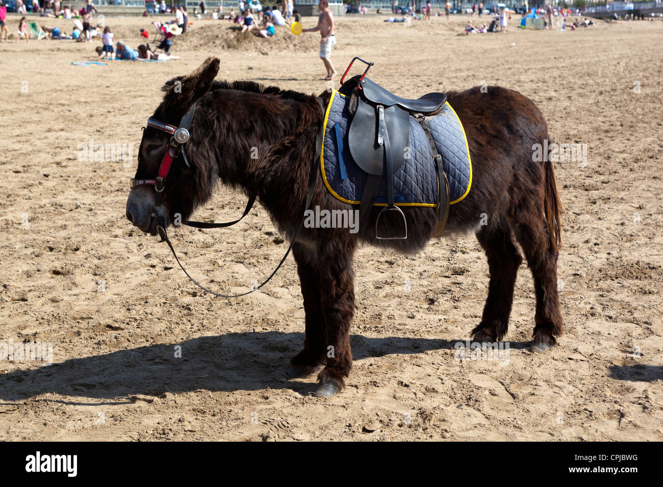 Donkey ride beach hi-res stock photography and images - Alamy