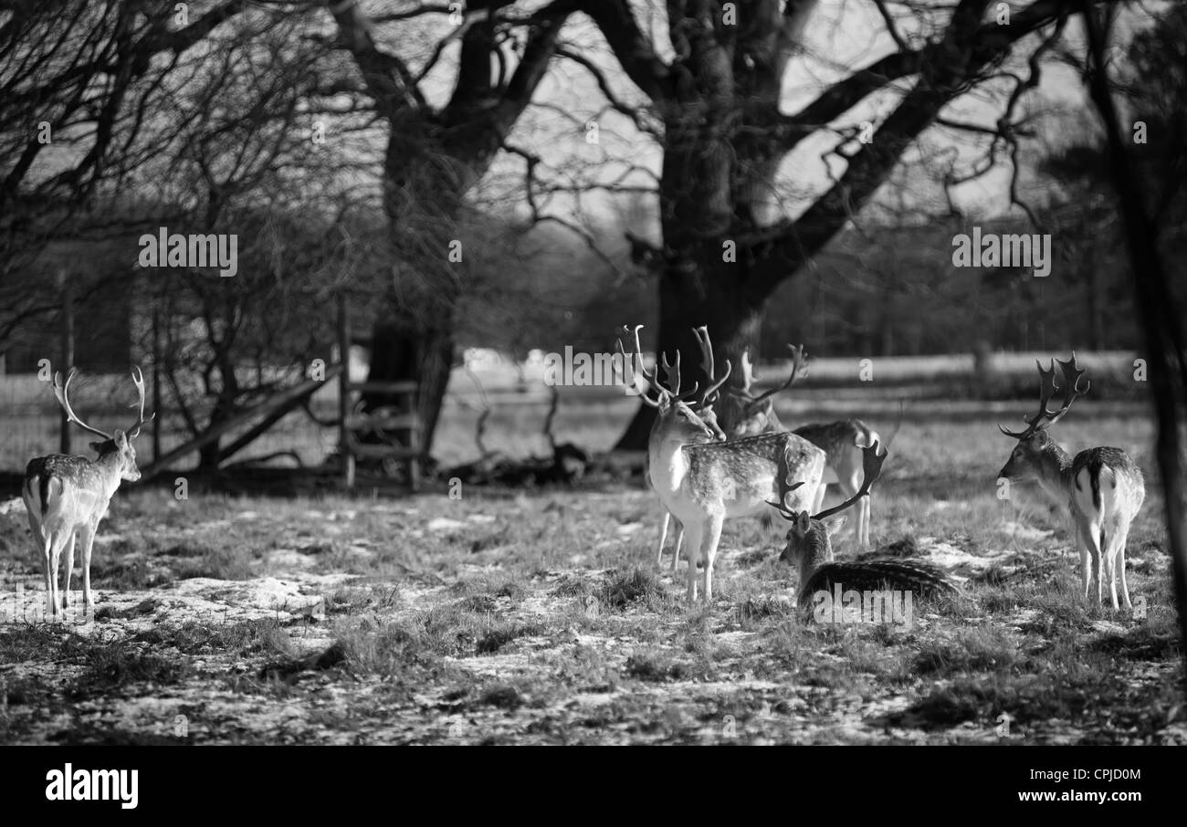 Deer and outdoor scene Black and White Stock Photos & Images - Alamy