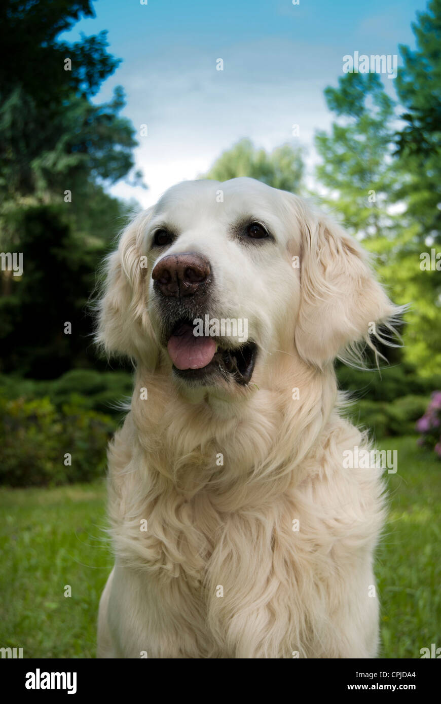 golden retriever dog portrait Stock Photo - Alamy