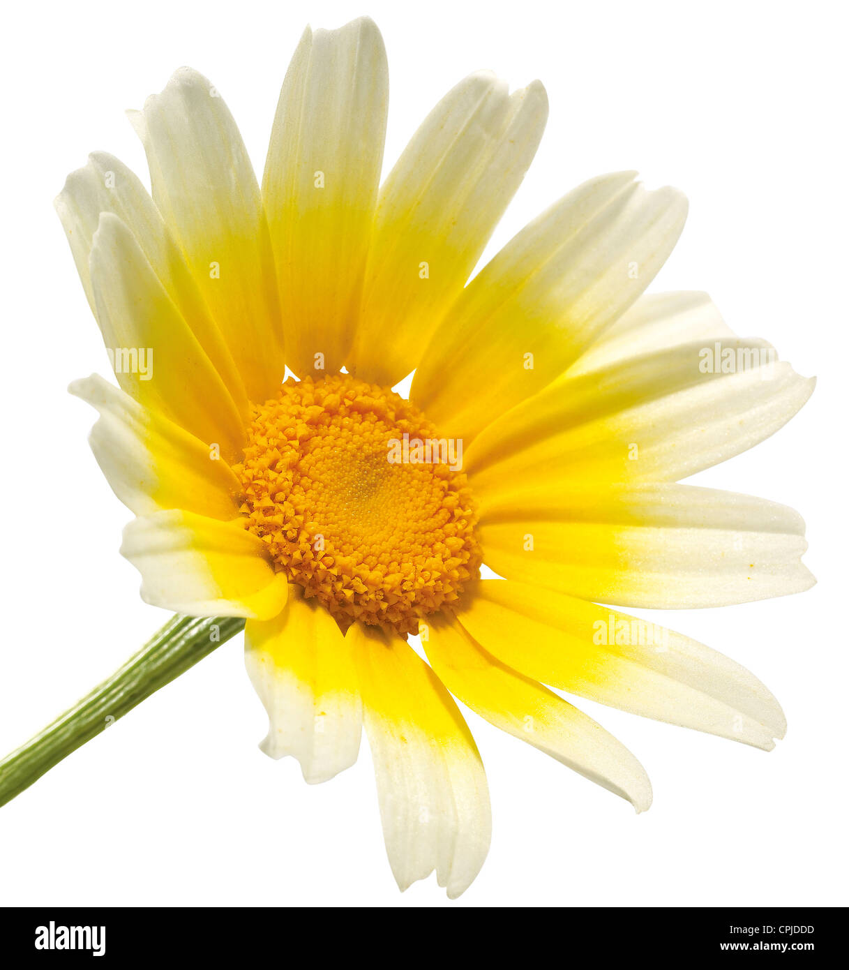 Daisy isolated on white background Stock Photo - Alamy