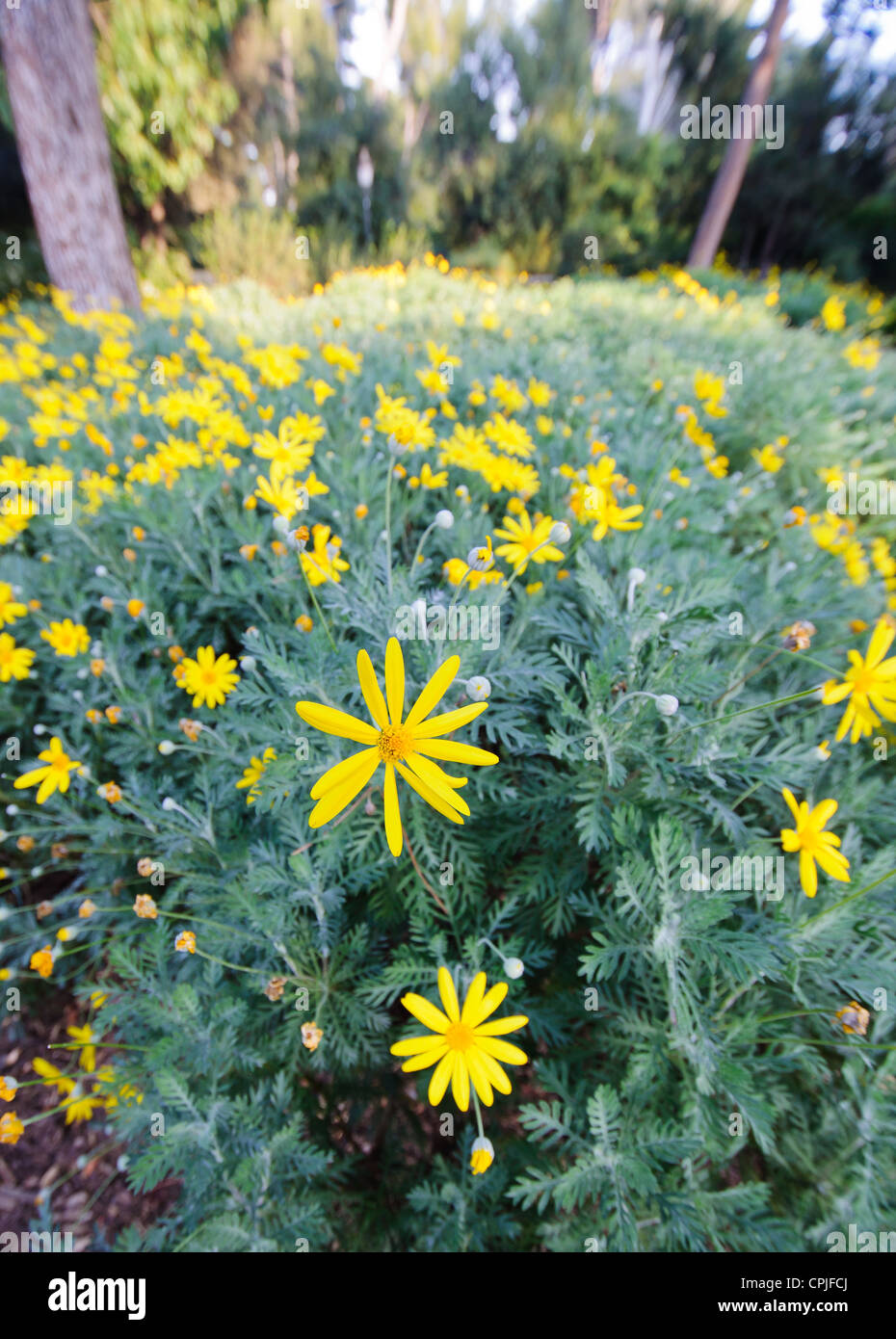 Close up of a yellow flower bush Stock Photo - Alamy