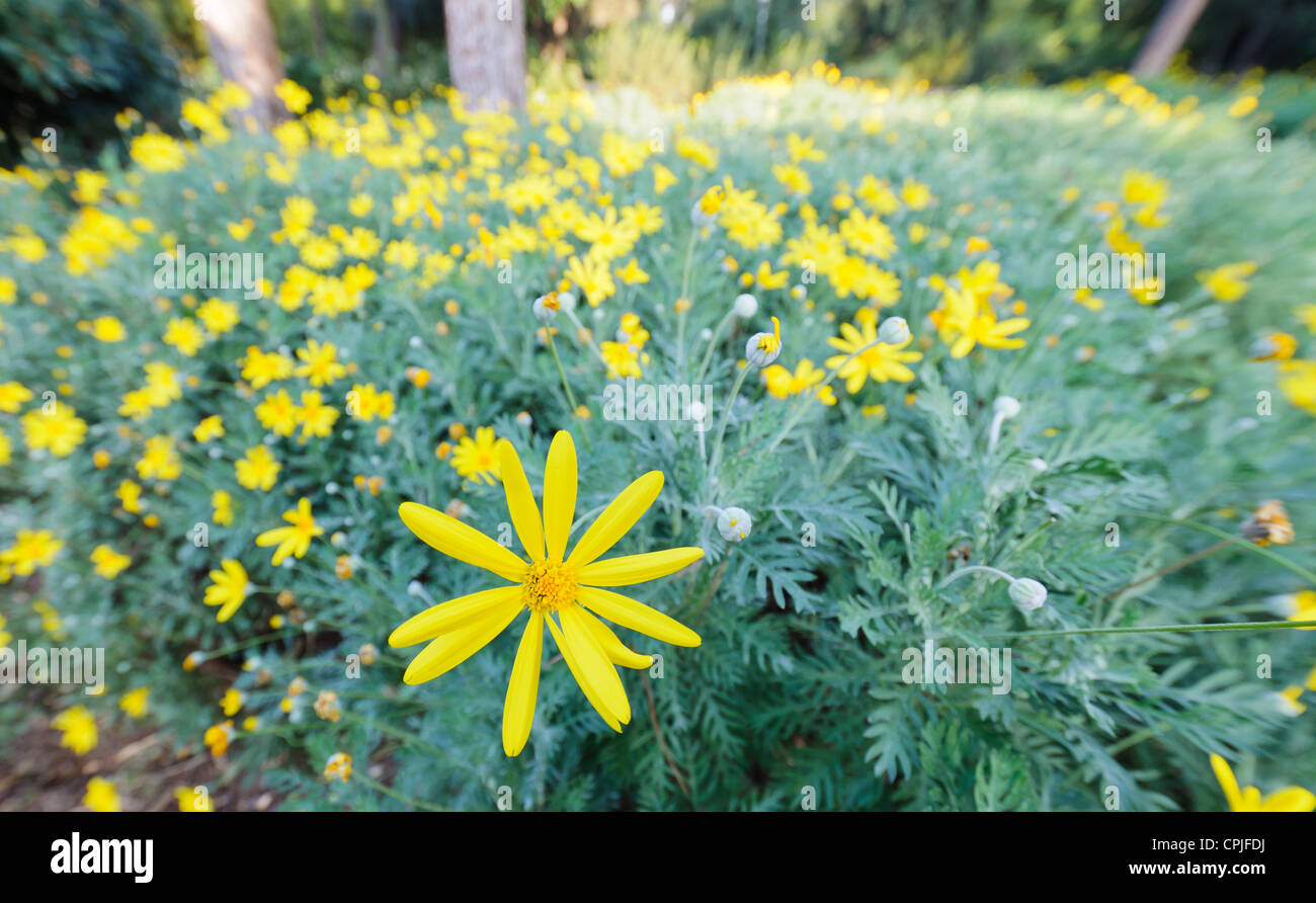 Close up of a yellow flower bush Stock Photo - Alamy