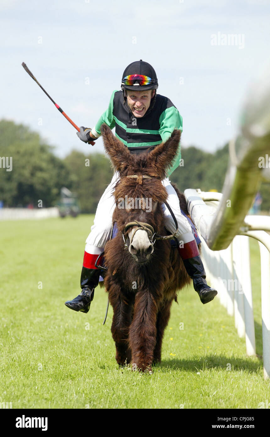 Jockey riding a poitou donkey, Hannover, Germany Stock Photo, Royalty ...