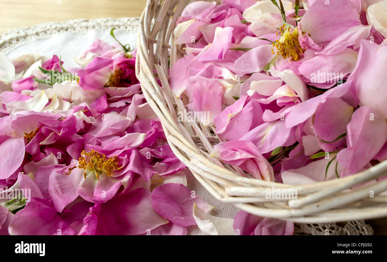 Scattered petal pink Bulgarian oleaginous rose Stock Photo - Alamy