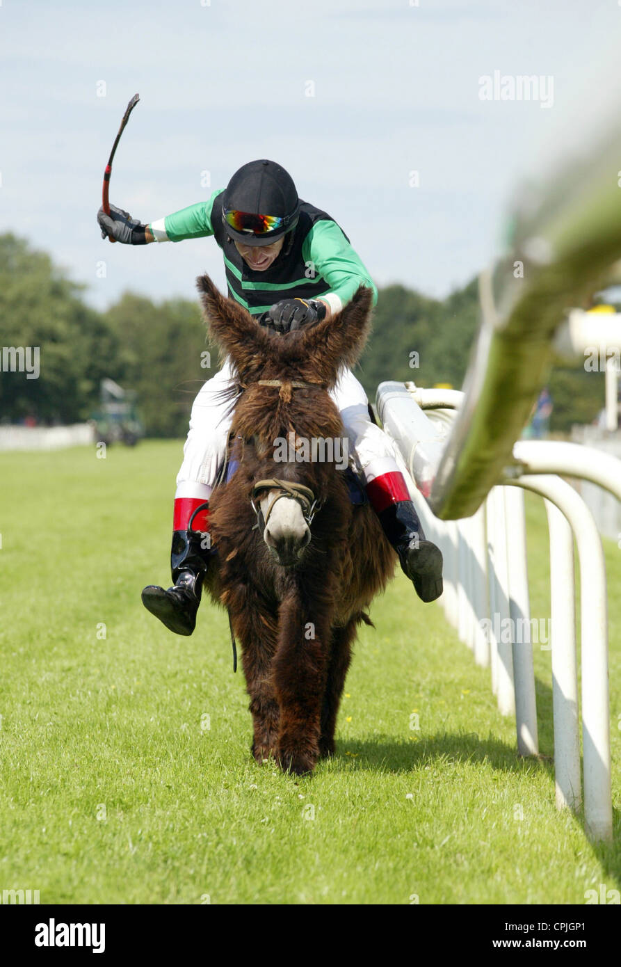 Jockey riding a poitou donkey, Hannover, Germany Stock Photo: 48351465 ...