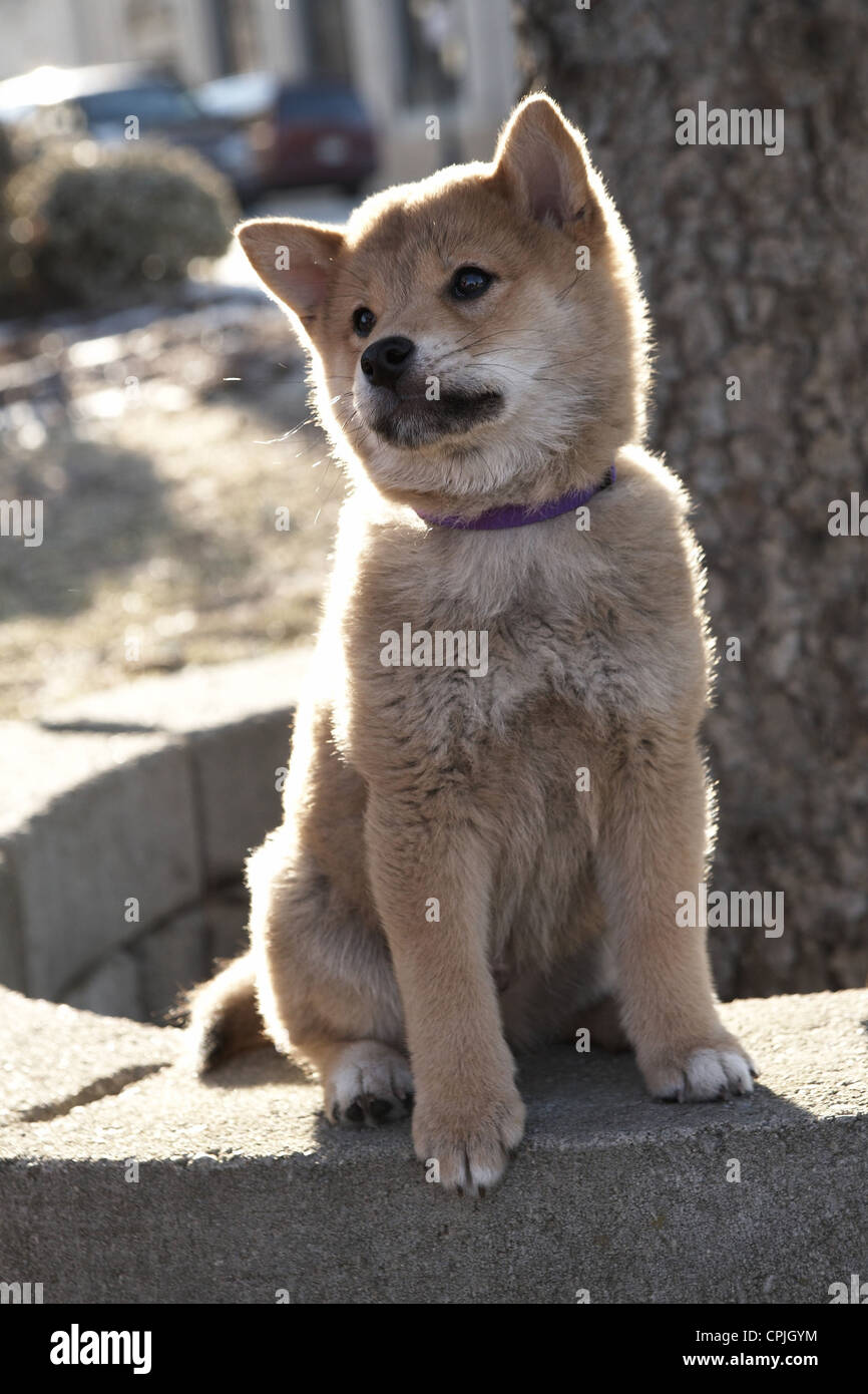 Real Baby Hachiko