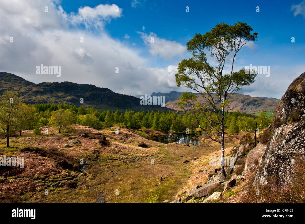 A view of the Langdale Pikes from Holme Fell in Cumbria Stock Photo - Alamy