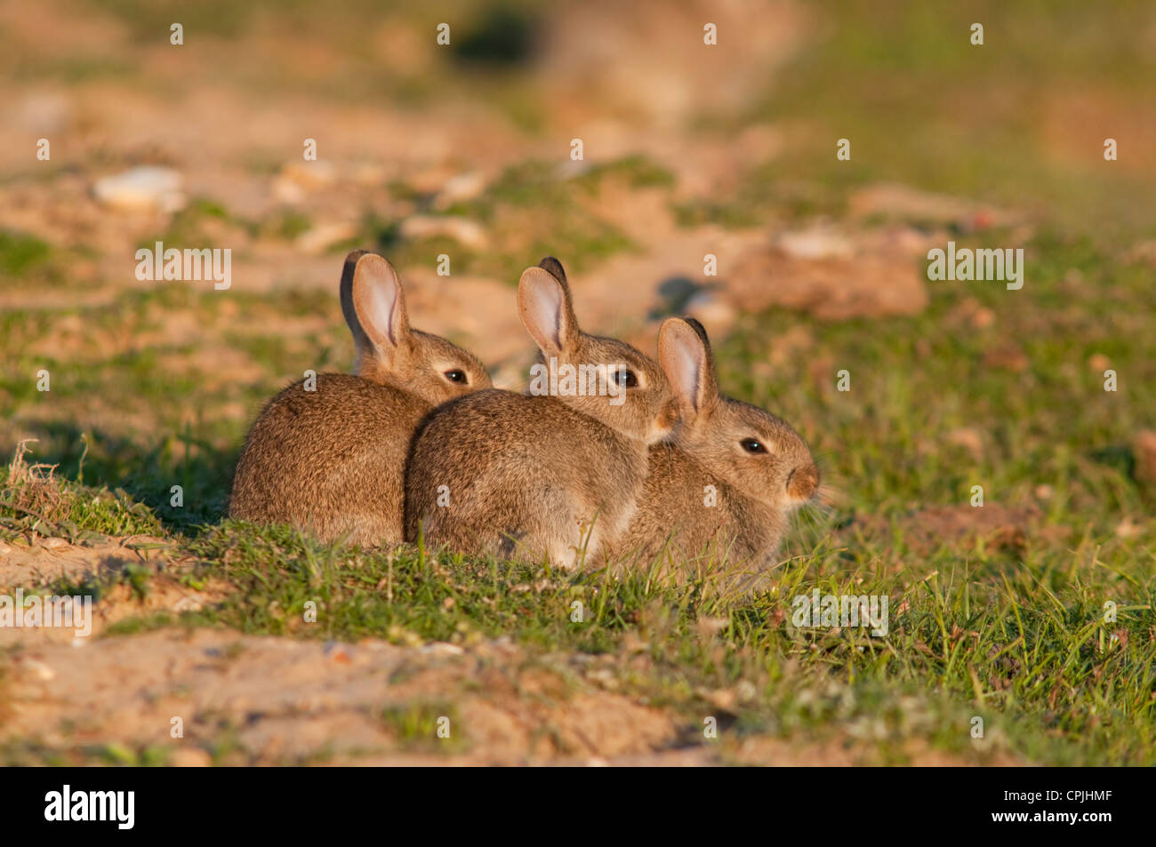 Young rabbits huddled together in the evening sun, New Forest ...