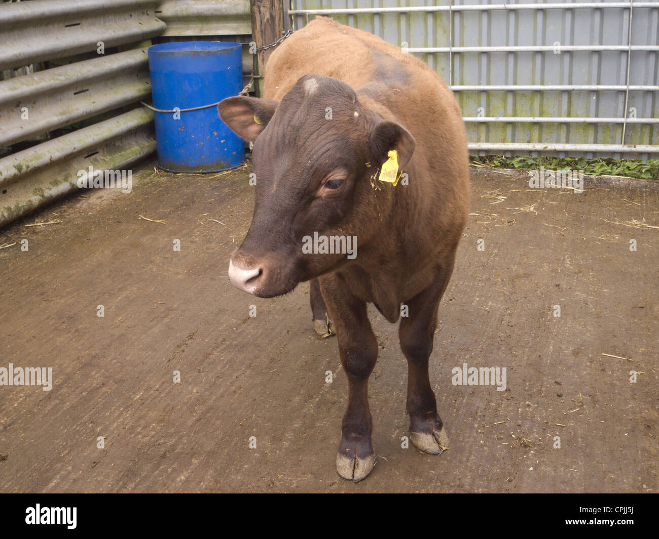 Bull in a pen hi-res stock photography and images - Alamy