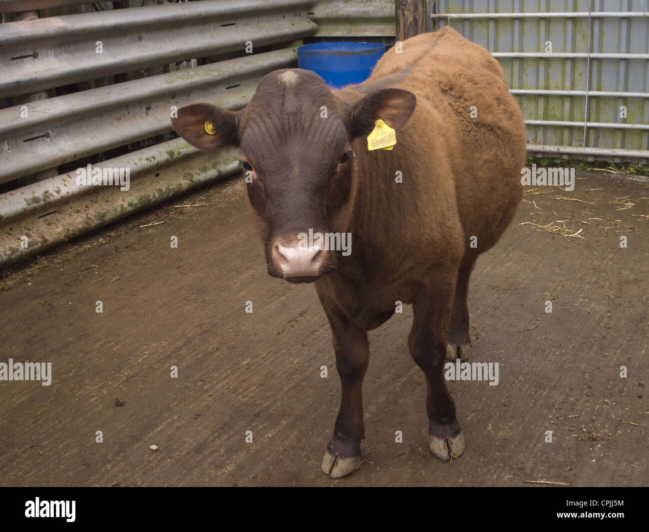 Sussex cattle breed hi-res stock photography and images - Alamy