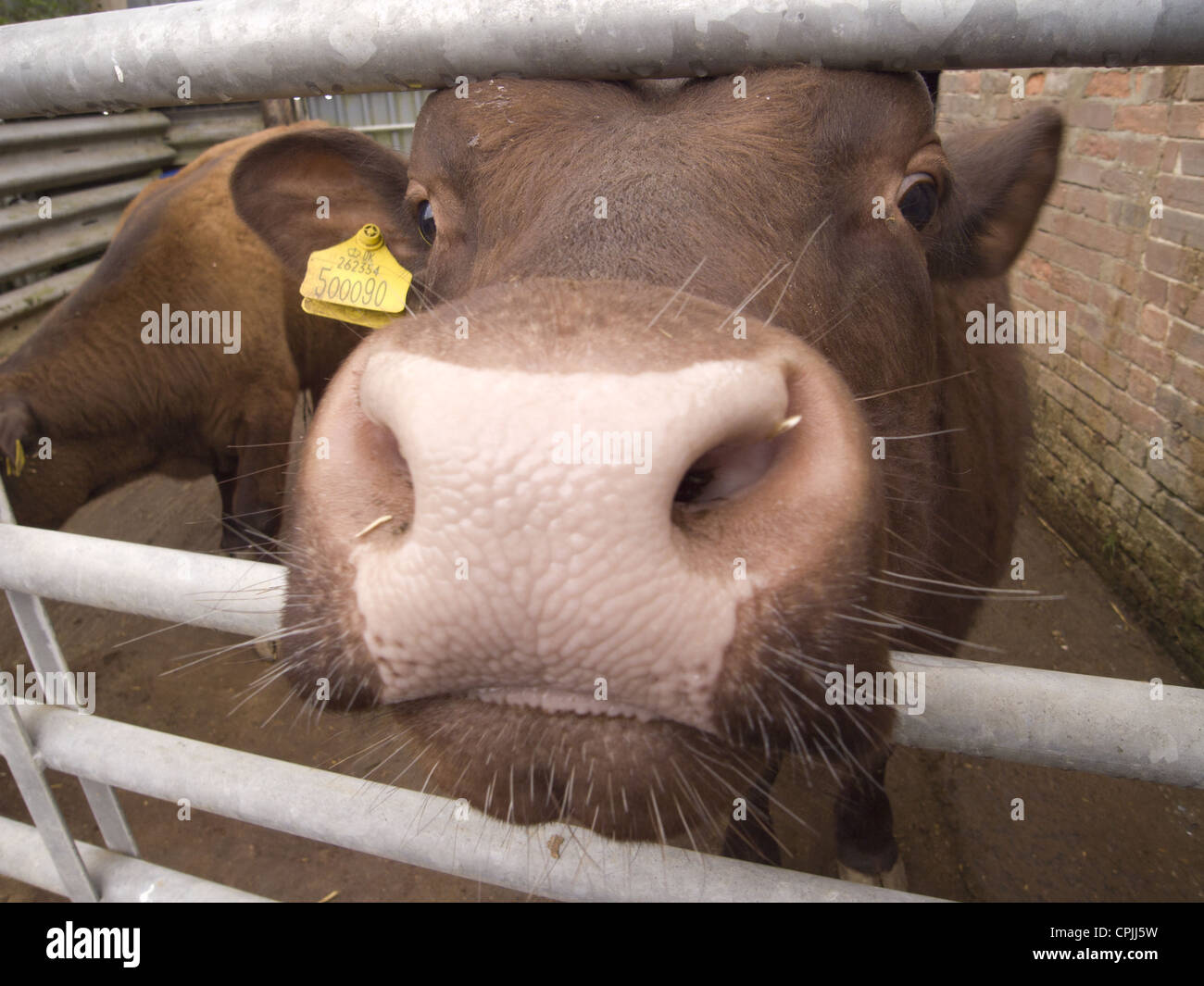 Bull Sniffing At Cow High Resolution Stock Photography and Images - Alamy