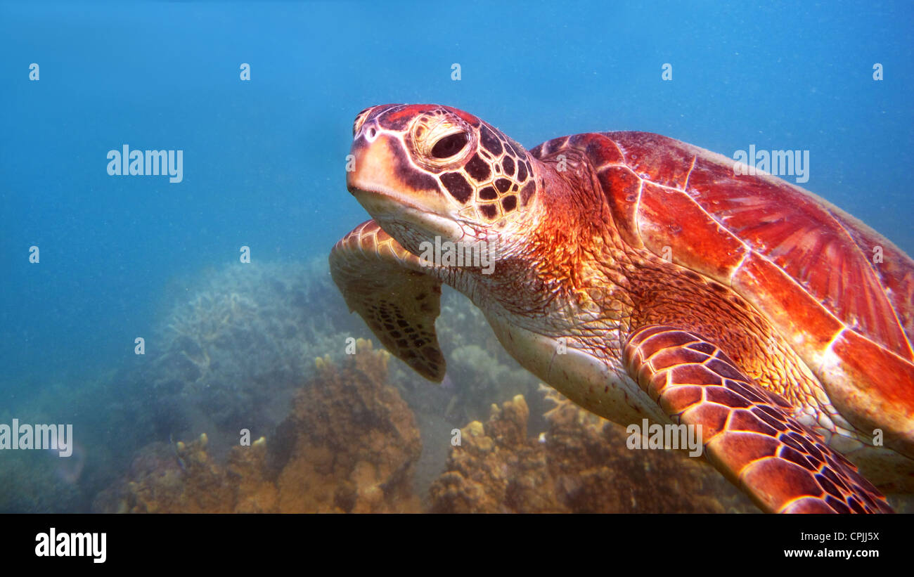 Sea Turtle cruising around the Whitsunday Islands, Australia Stock ...