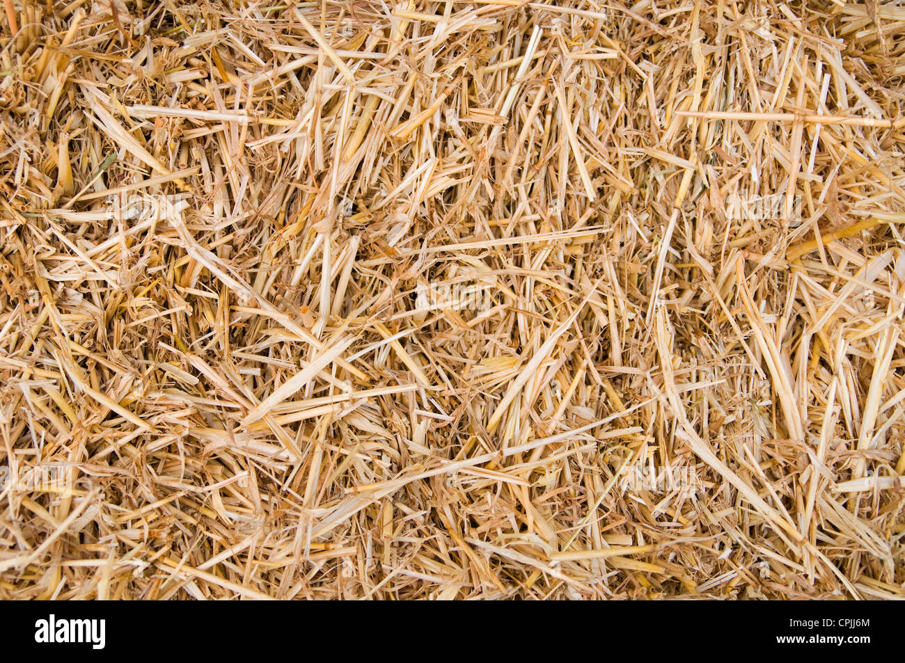 Golden straw texture background, close up Stock Photo - Alamy