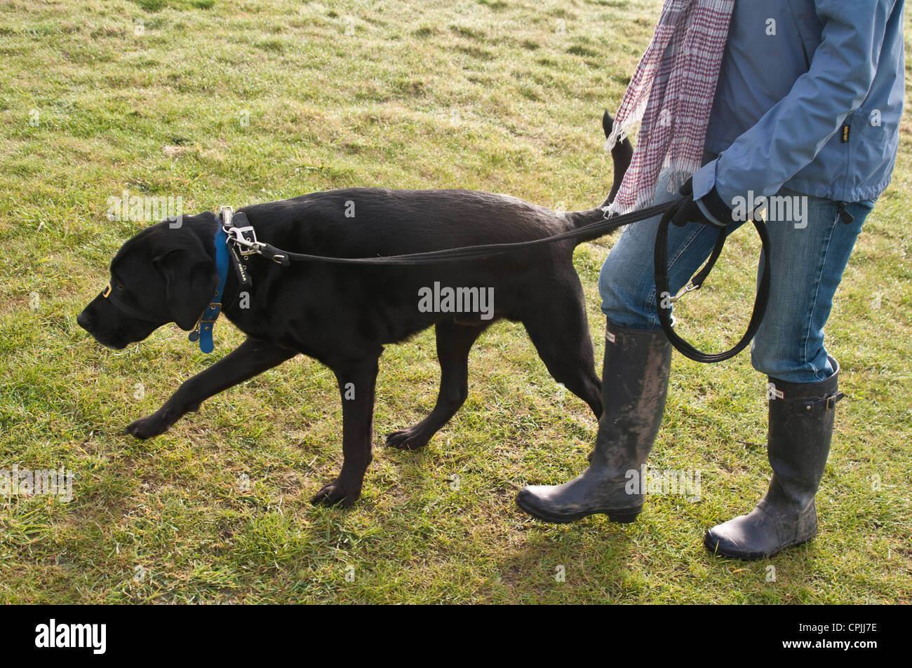 Female black labrador hi-res stock photography and images - Alamy