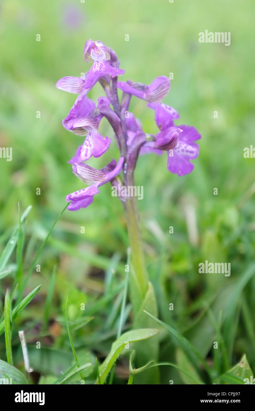 British wild orchid hi-res stock photography and images - Alamy