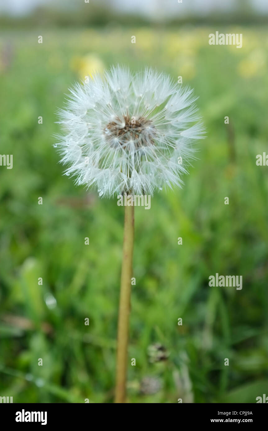 Single Dandelion seed head Stock Photo - Alamy