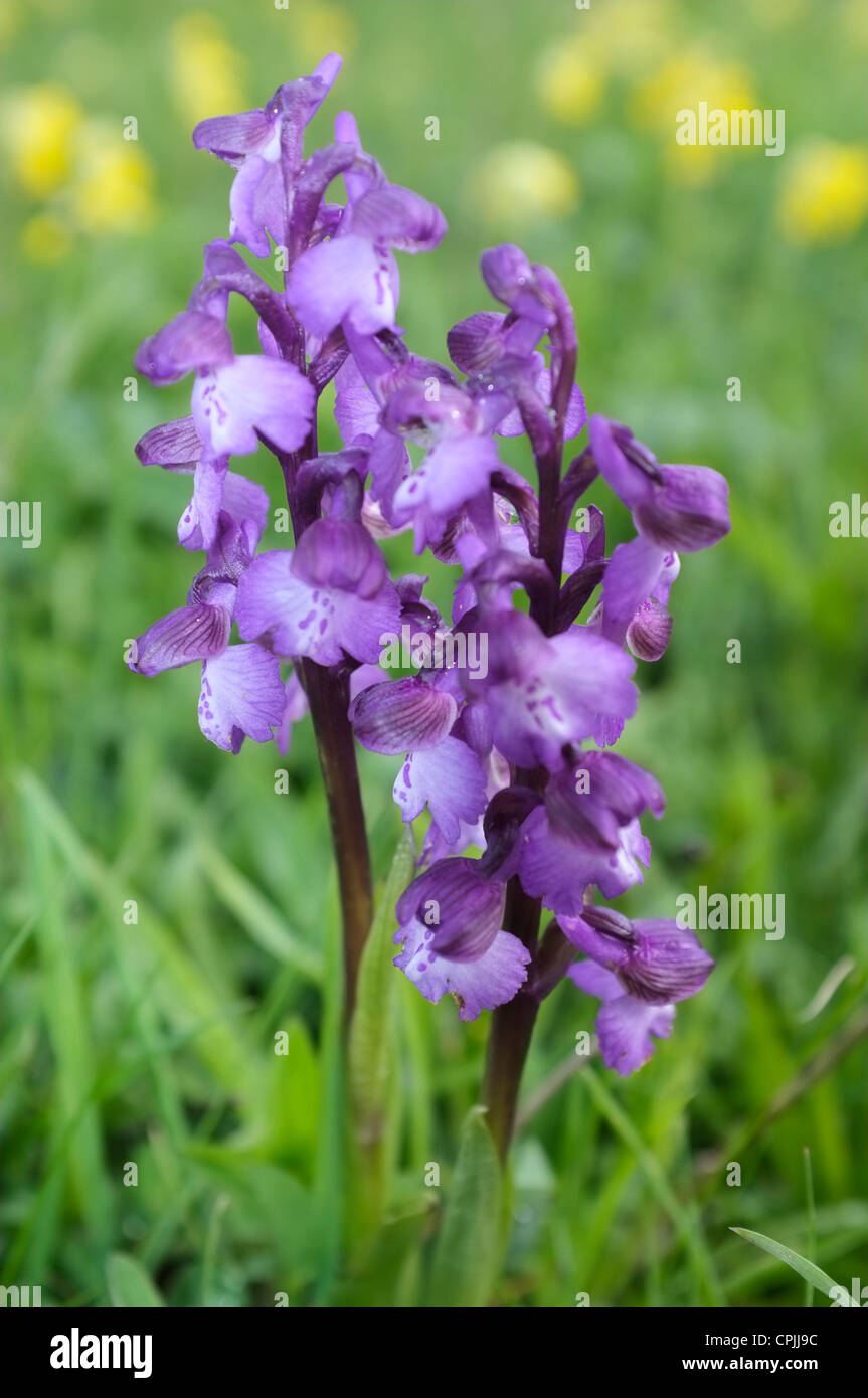 British orchid hi-res stock photography and images - Alamy