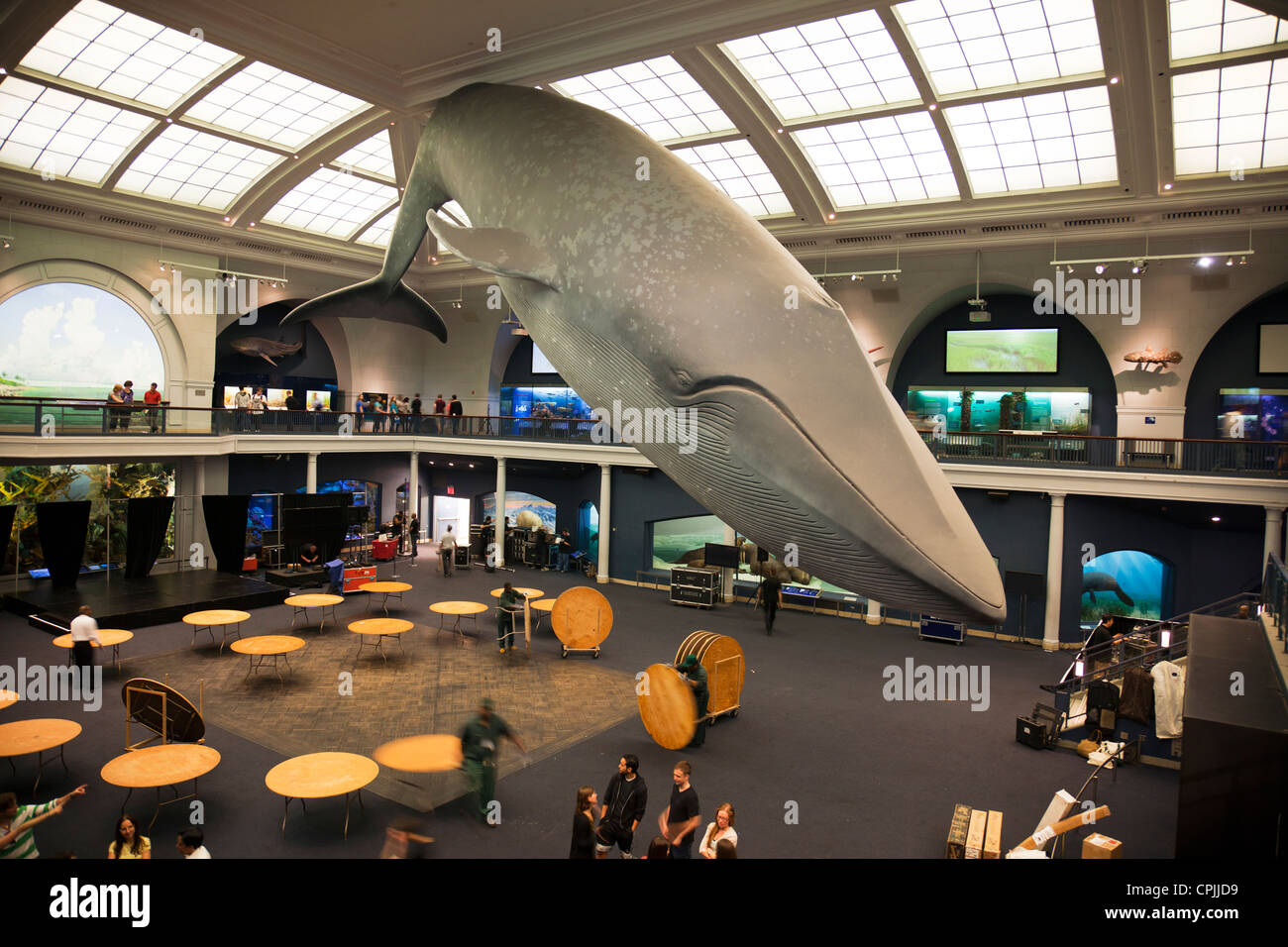 Blue Whale lifesize display in the Hall of Ocean Life, American Museum ...