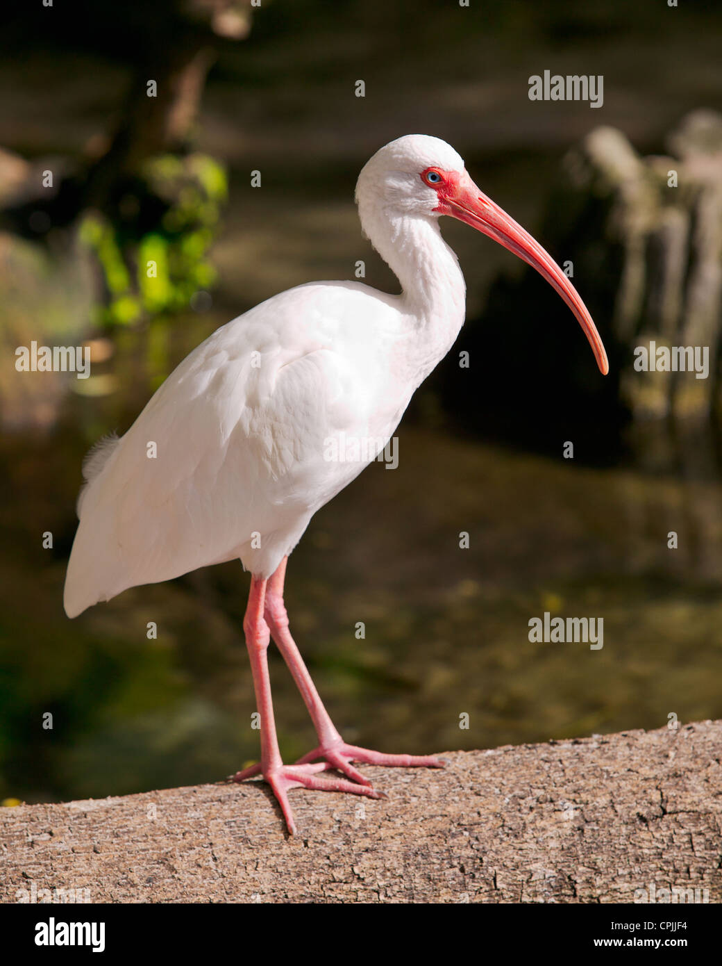 Eudocimus albus commonly know as White Ibis bird at Walt Disney's ...